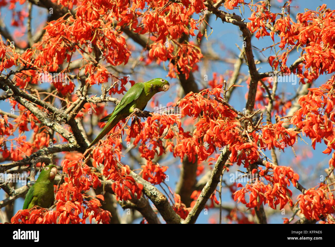 Maritaca bird hi-res stock photography and images - Alamy