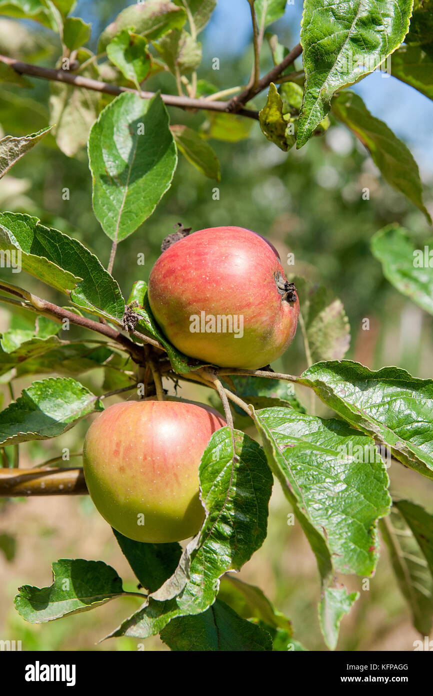 Close up of the tree branch with ripe organic apple on branch, fruit on ...
