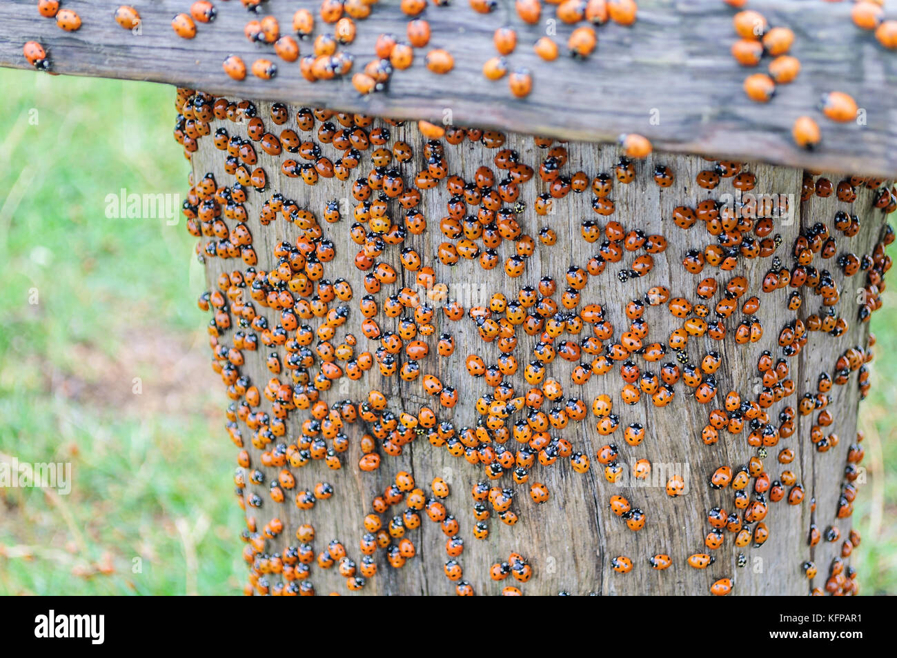 Lots of lady bugs on a wooden bench Stock Photo - Alamy