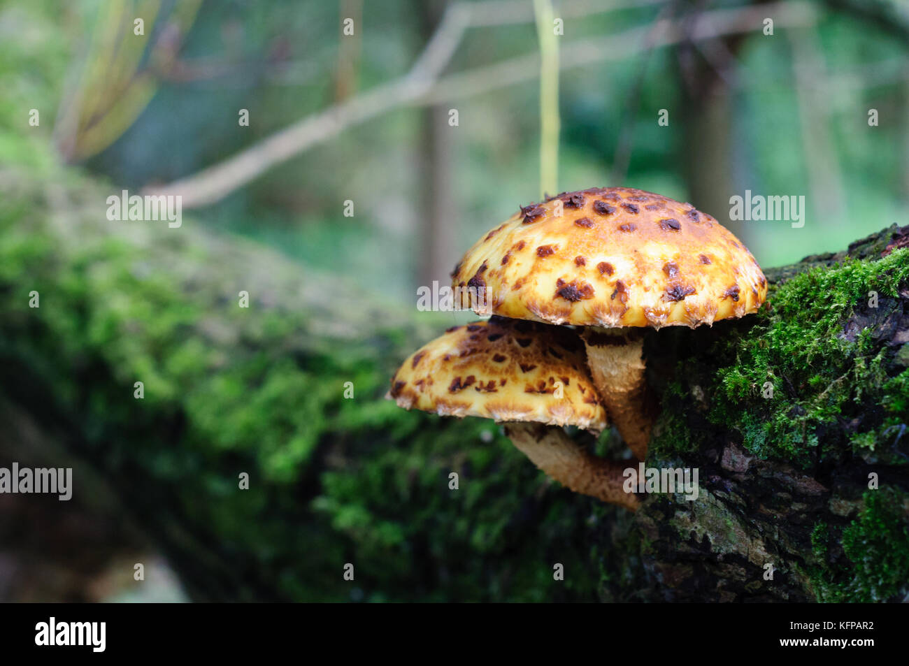 Spotted mushroom hi-res stock photography and images - Alamy