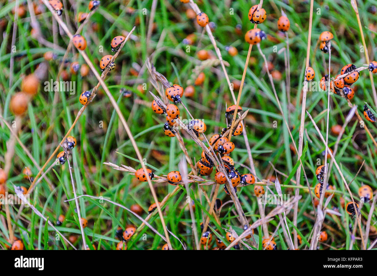 Lots of lady bugs in the grass Stock Photo - Alamy