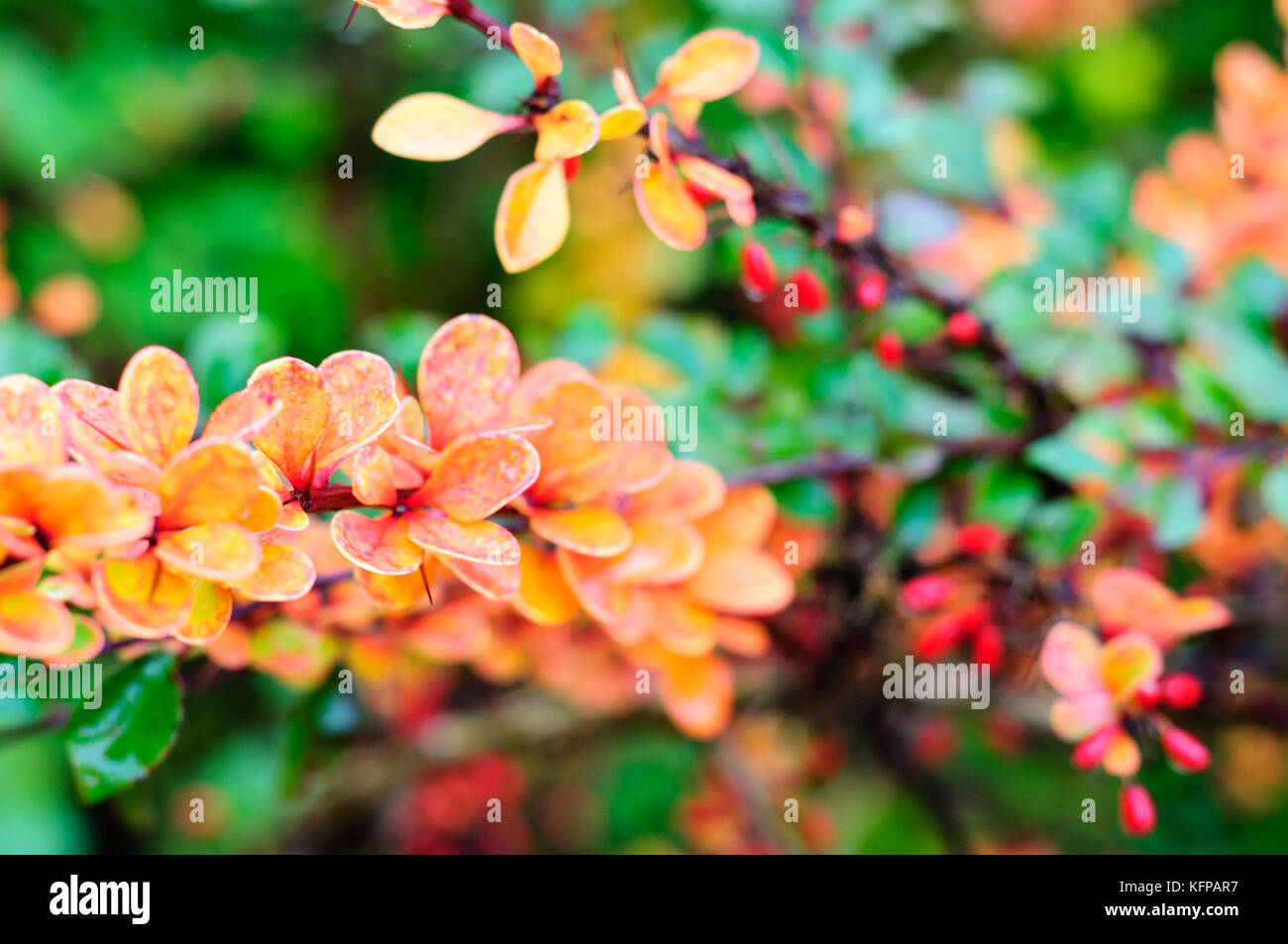 Autumn colors in flora Stock Photo - Alamy