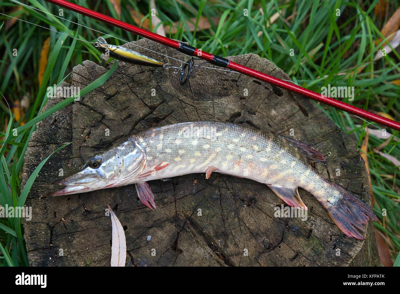 Freshwater Northern pike fish know as Esox Lucius lying on a wooden ...