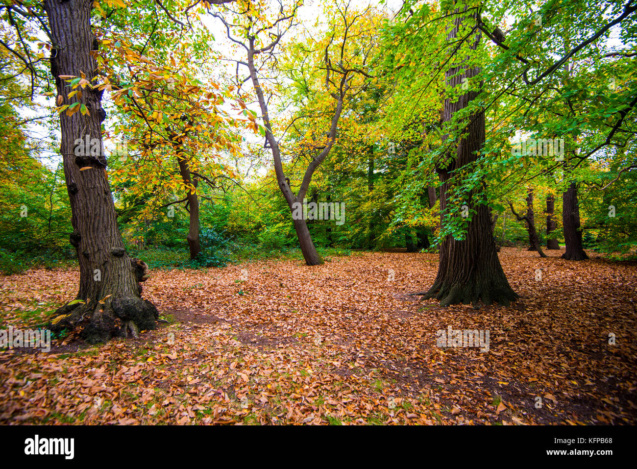 Virginia Water lake - Autumn Scenes. A range of images of this ...