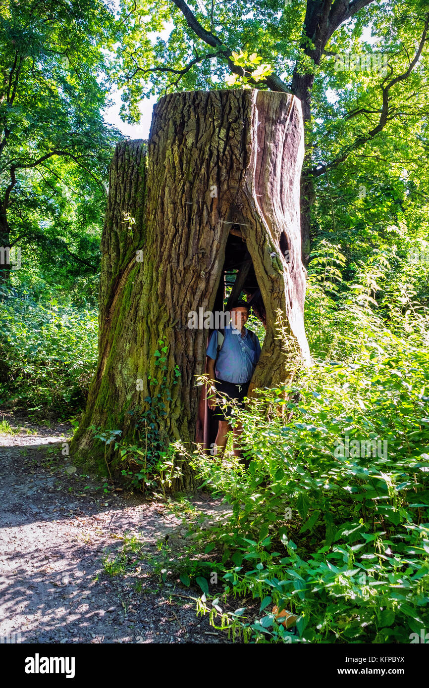 Hollow Trees Photography Bird On Tree Hollow · Free Stock Photo