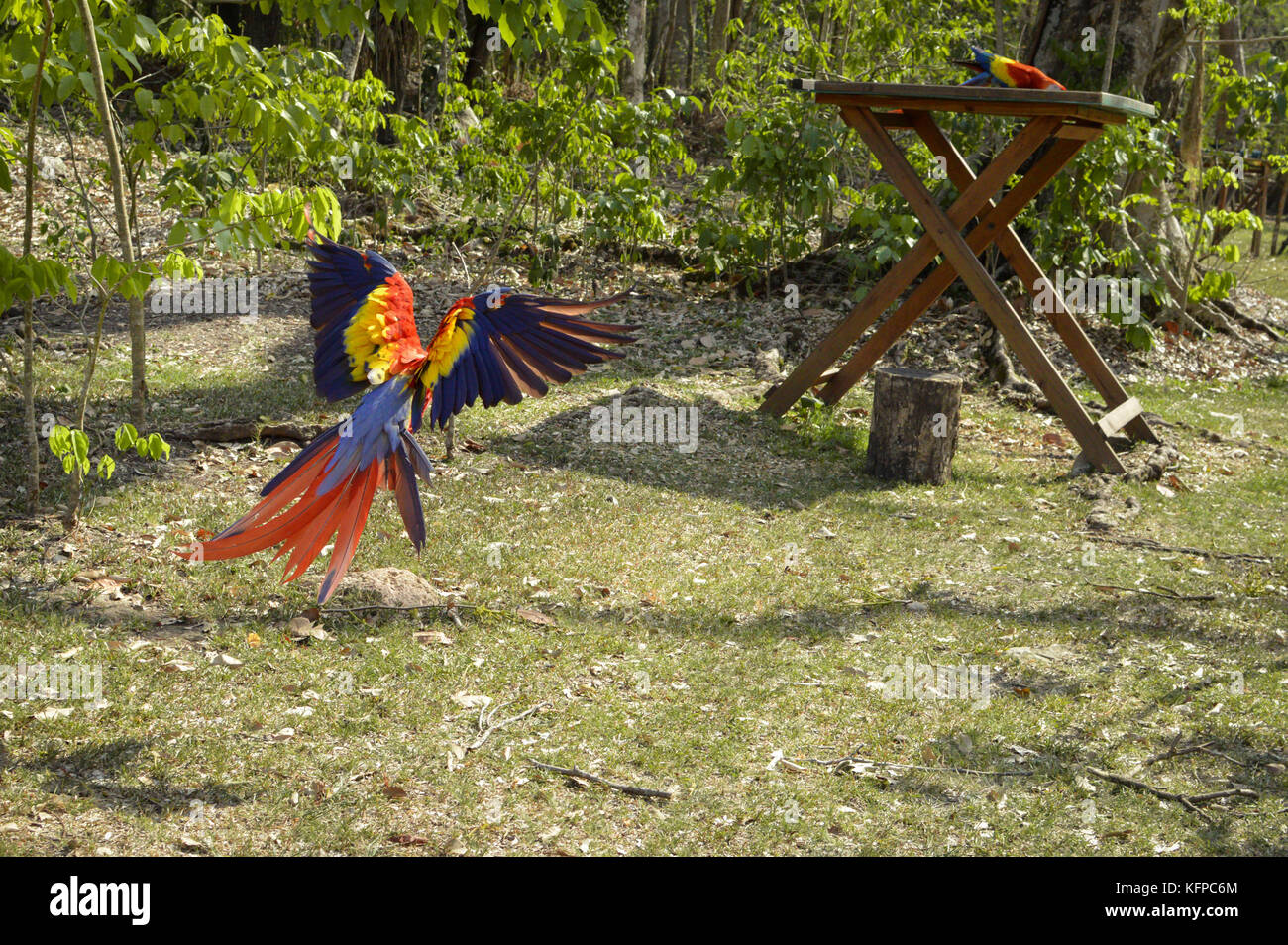 Macaw parrots come for feeding to the archaeological site of Copan ...