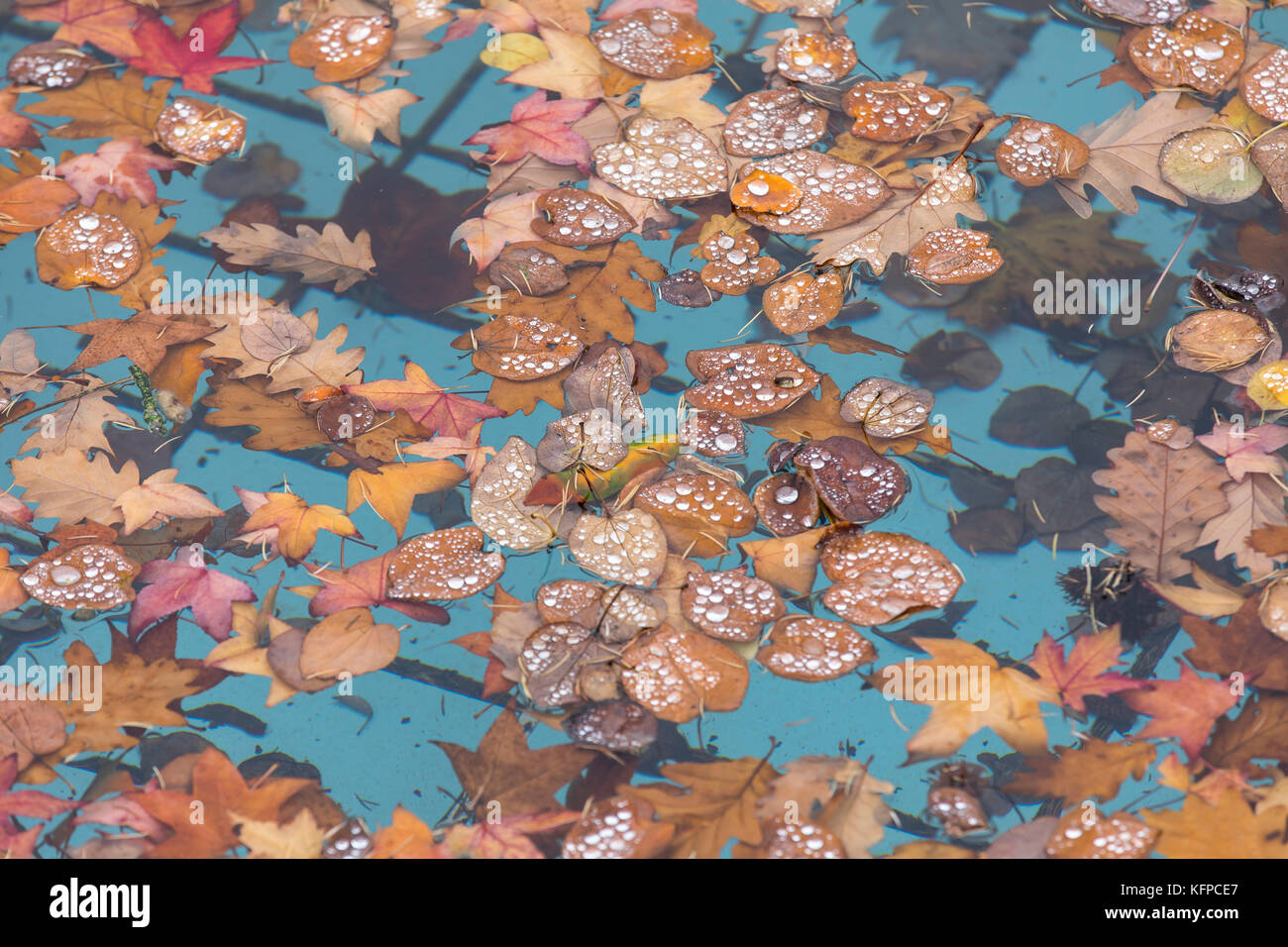 Leaves, of trees, autumn, swimming in the water, in a pool, drops of ...