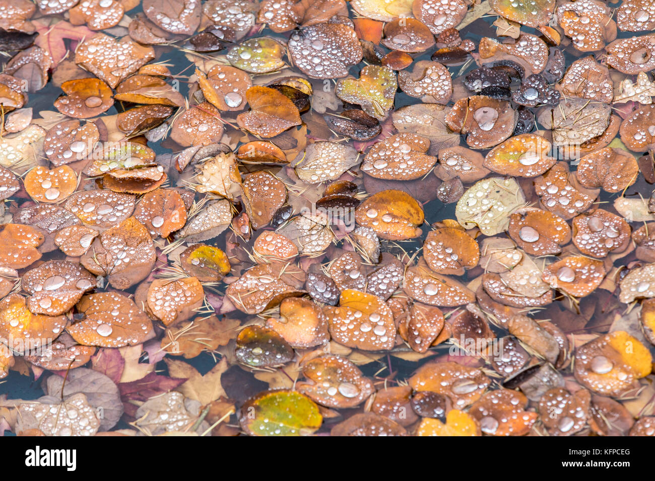 Leaves, of trees, autumn, swimming in the water, in a pool, drops of ...