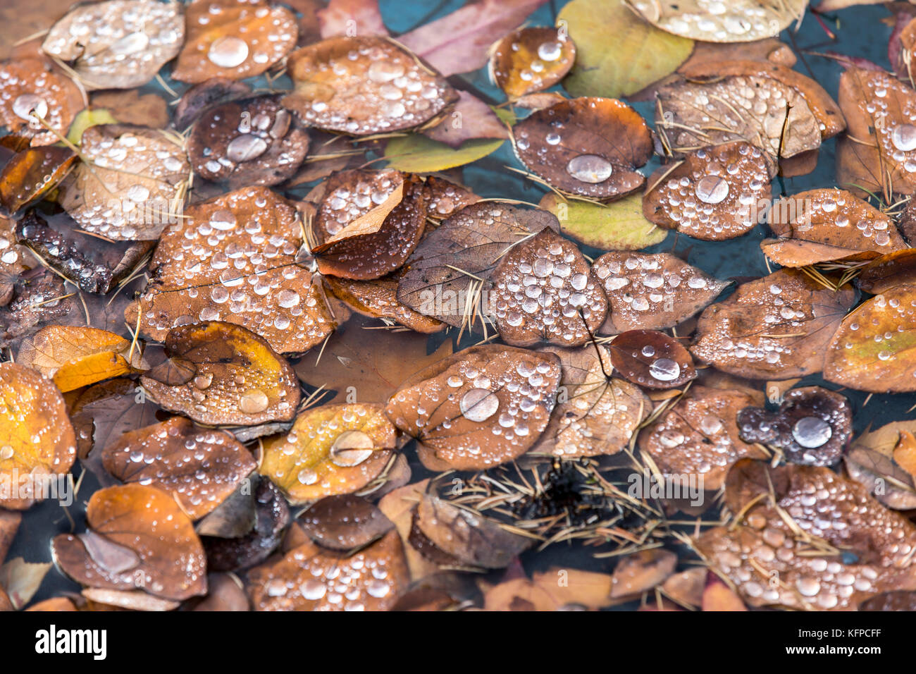 Leaves, of trees, autumn, swimming in the water, in a pool, drops of ...
