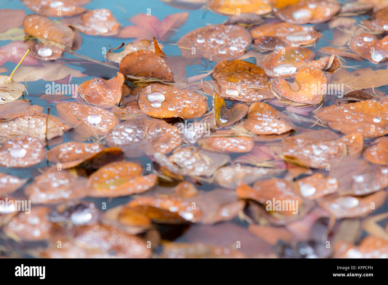 Leaves, of trees, autumn, swimming in the water, in a pool, drops of ...