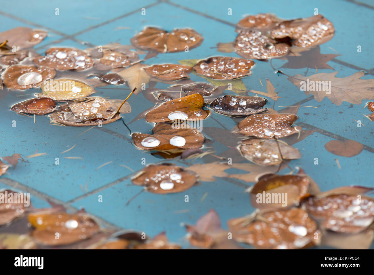 Leaves, of trees, autumn, swimming in the water, in a pool, drops of ...