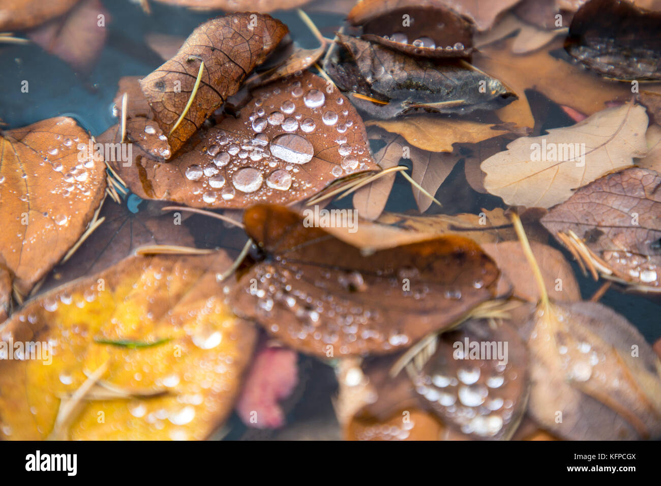 Leaves, of trees, autumn, swimming in the water, in a pool, drops of ...