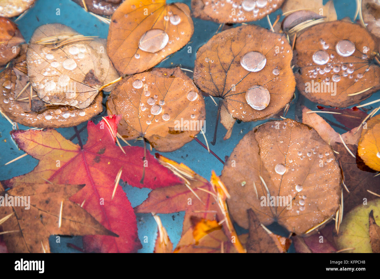 Leaves, of trees, autumn, swimming in the water, in a pool, drops of ...