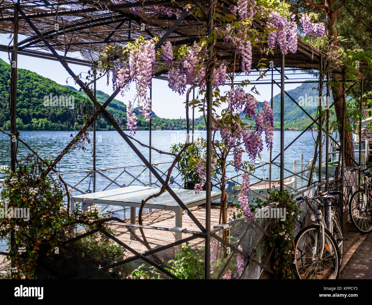 the wisteria, typical of northern Italy, flourishes on the lakes and ...