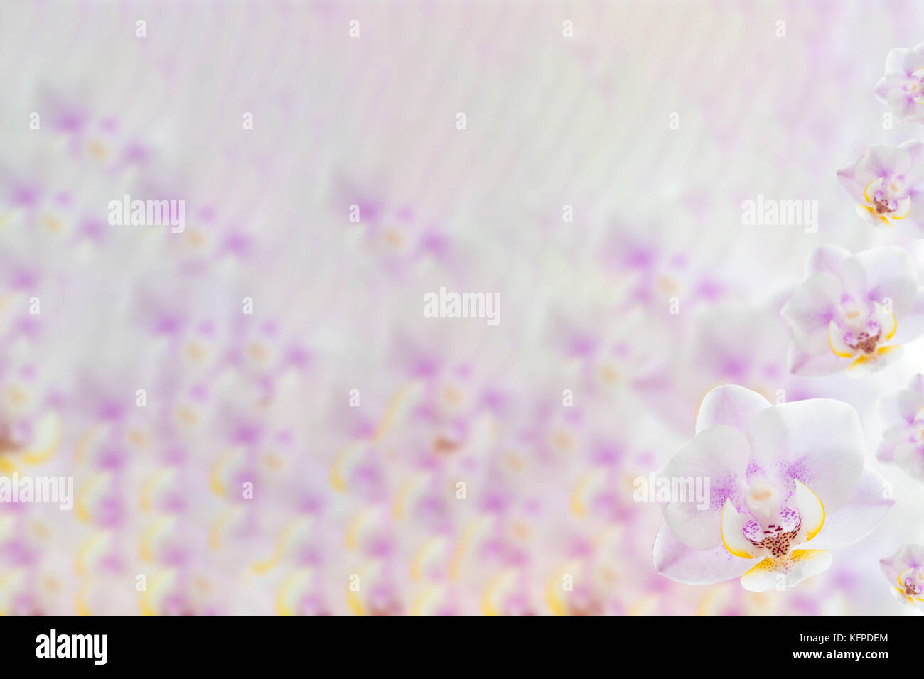 Abstract floral background. Beautiful background with pink orchids ...