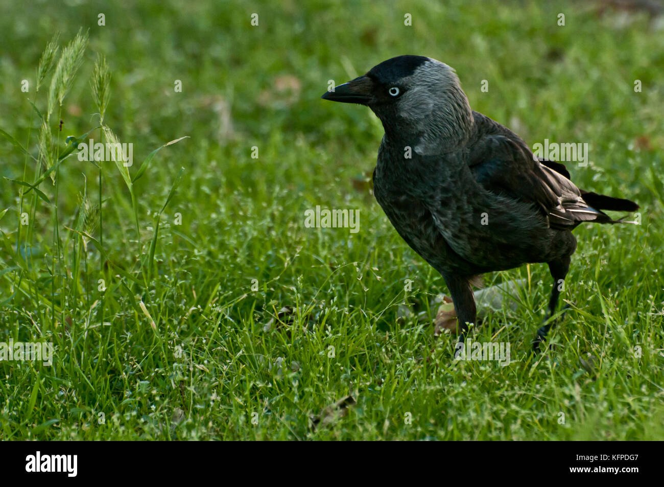 Jackdaw bird in a meadow Stock Photo - Alamy