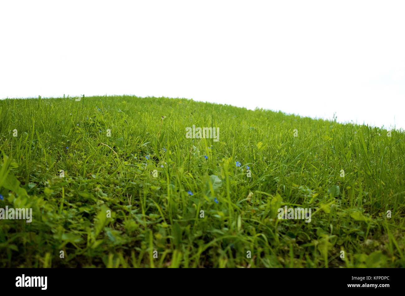 spring meadow isolated Stock Photo - Alamy