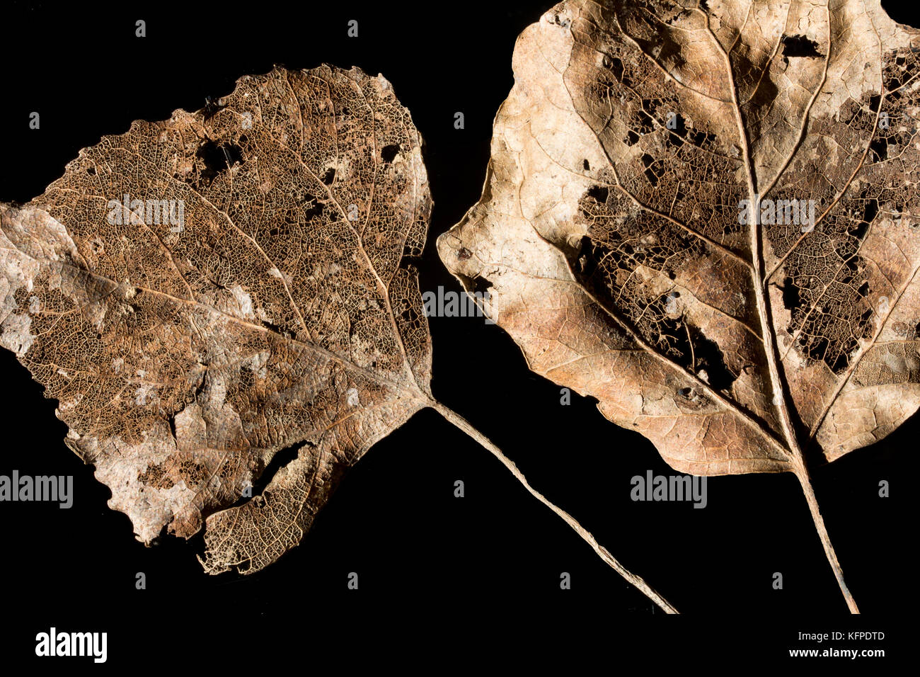 Botanical skeleton hi-res stock photography and images - Alamy