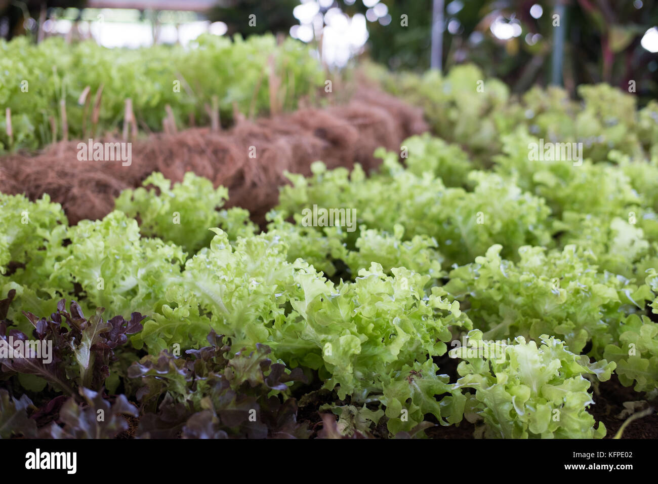 lettuce salad growing in vegetable garden in farm Stock Photo - Alamy