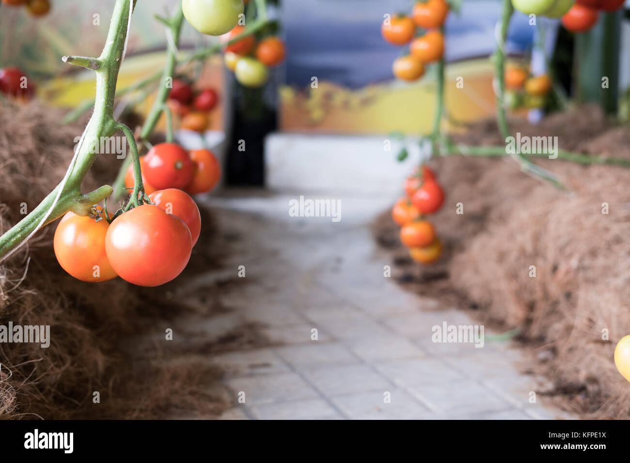 Tomato plant supported by garden string hi-res stock photography and ...
