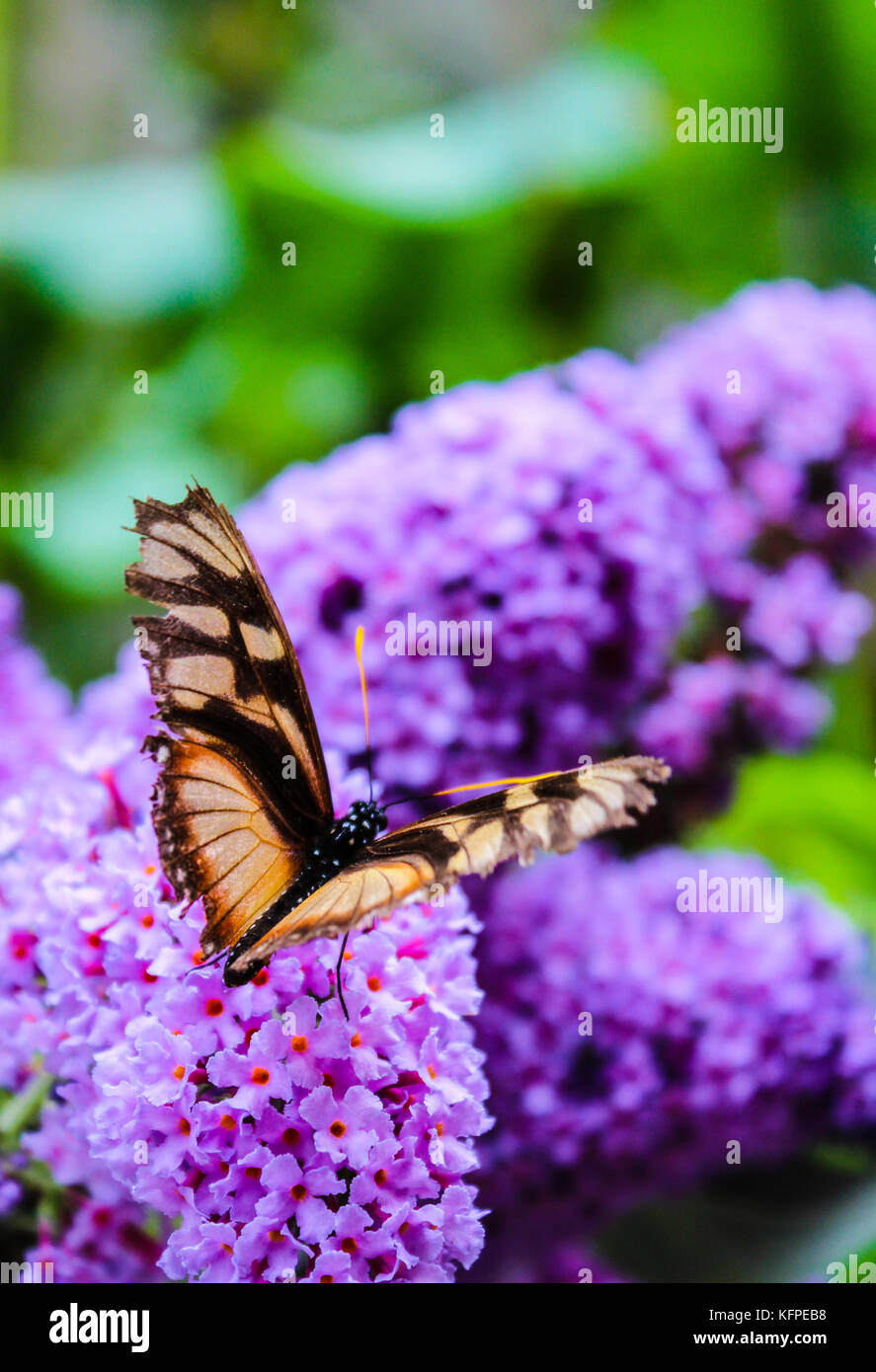 Mariposa morada hi-res stock photography and images - Alamy