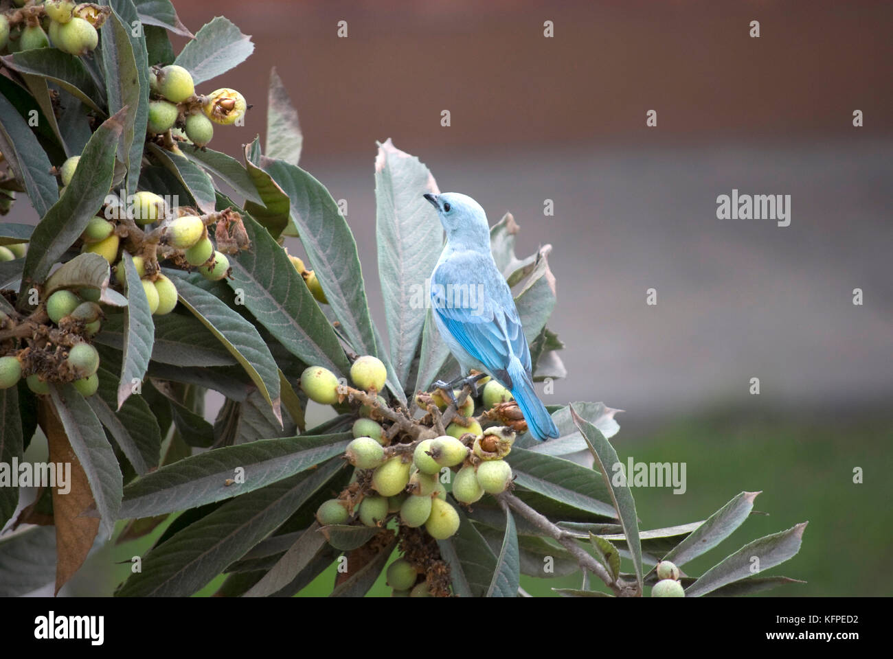 Eriobothria japonica hi-res stock photography and images - Alamy