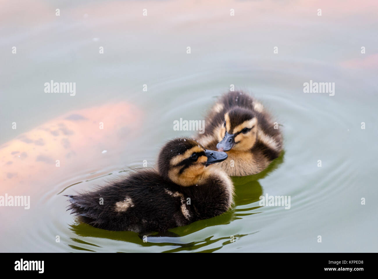 Pato patito hi-res stock photography and images - Alamy