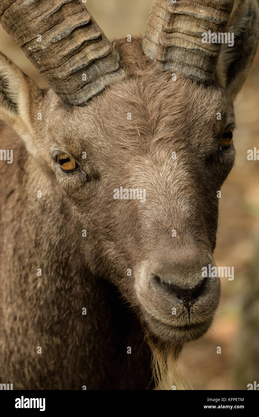 Goat headshot hi-res stock photography and images - Alamy