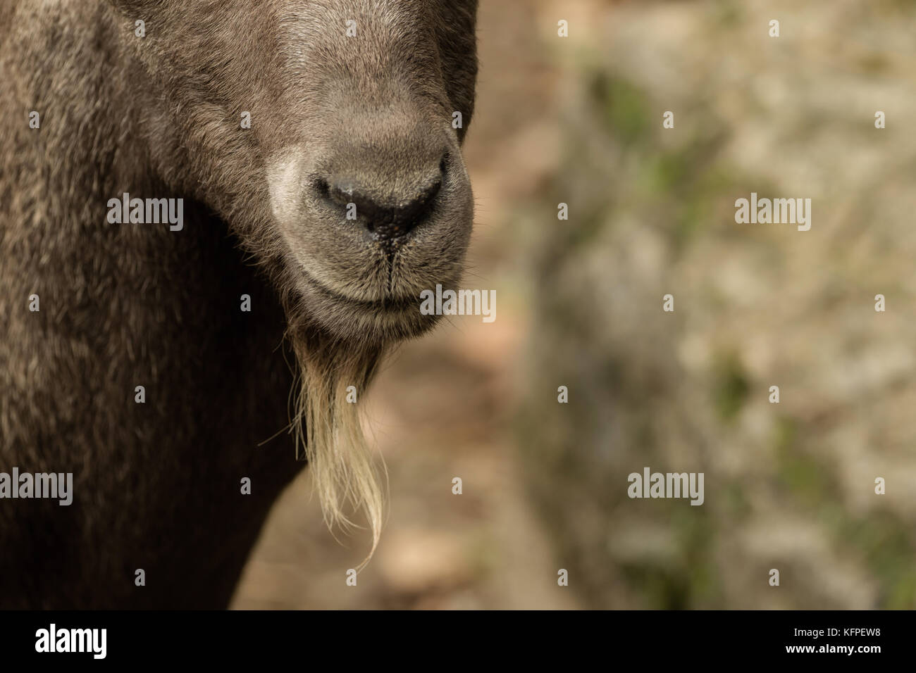 Male goat head hi-res stock photography and images - Alamy