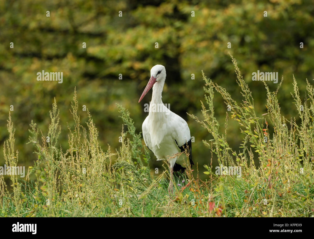 Beautiful Stork High Resolution Stock Photography and Images - Alamy