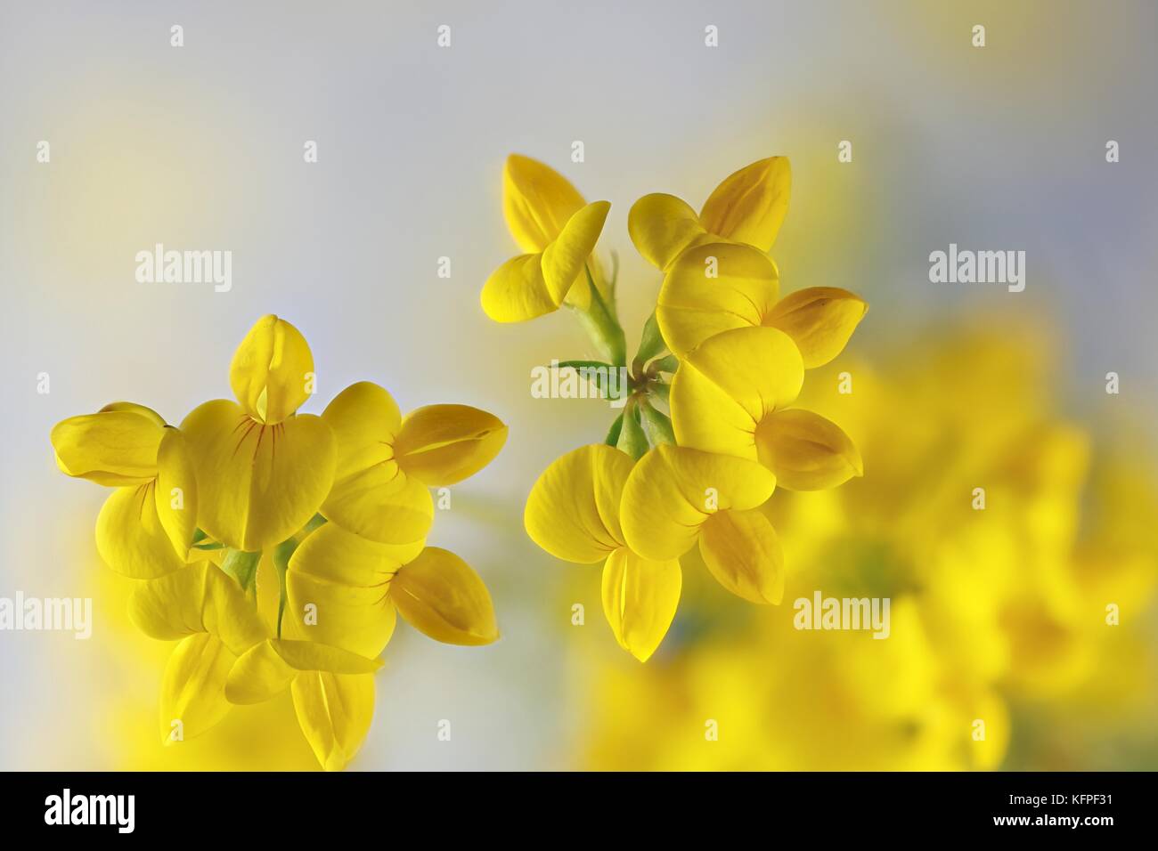 Common birds foot trefoil birdfoot hi-res stock photography and images ...
