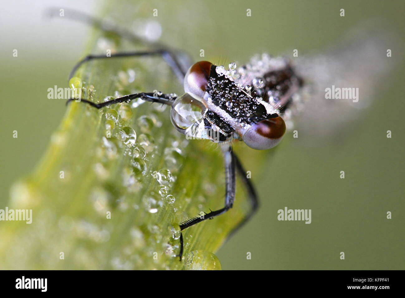 Female beautiful damselfly hi-res stock photography and images - Alamy
