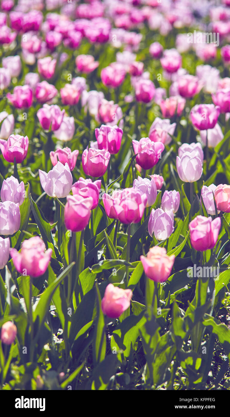 Time lapse scene spring in hi-res stock photography and images - Alamy