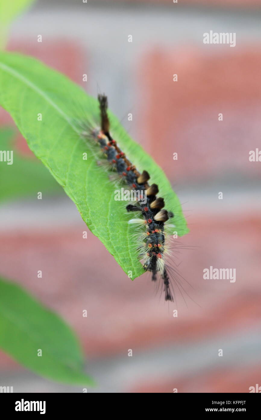 Brick moth caterpillar hi-res stock photography and images - Alamy