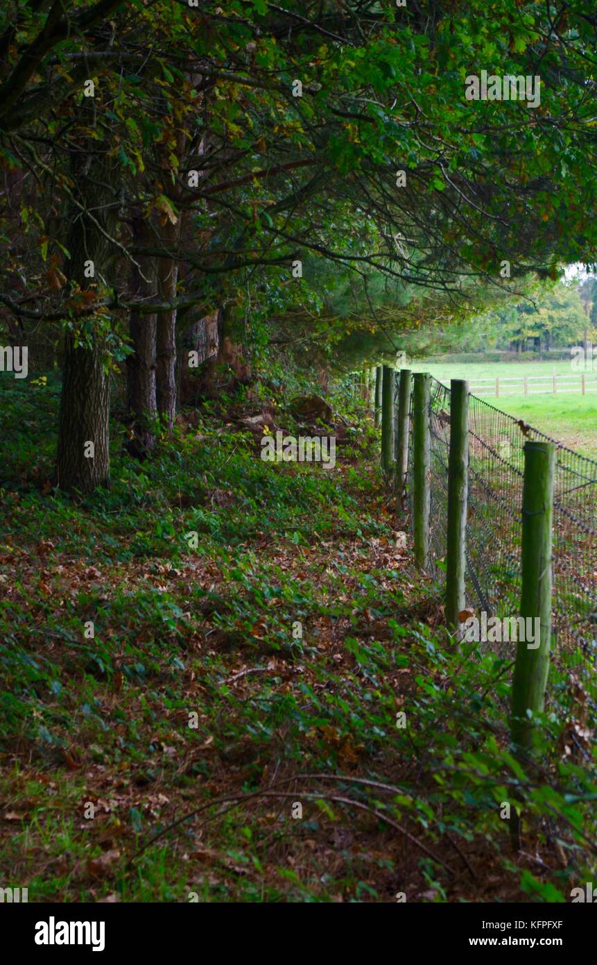 Tree line by fence Stock Photo - Alamy
