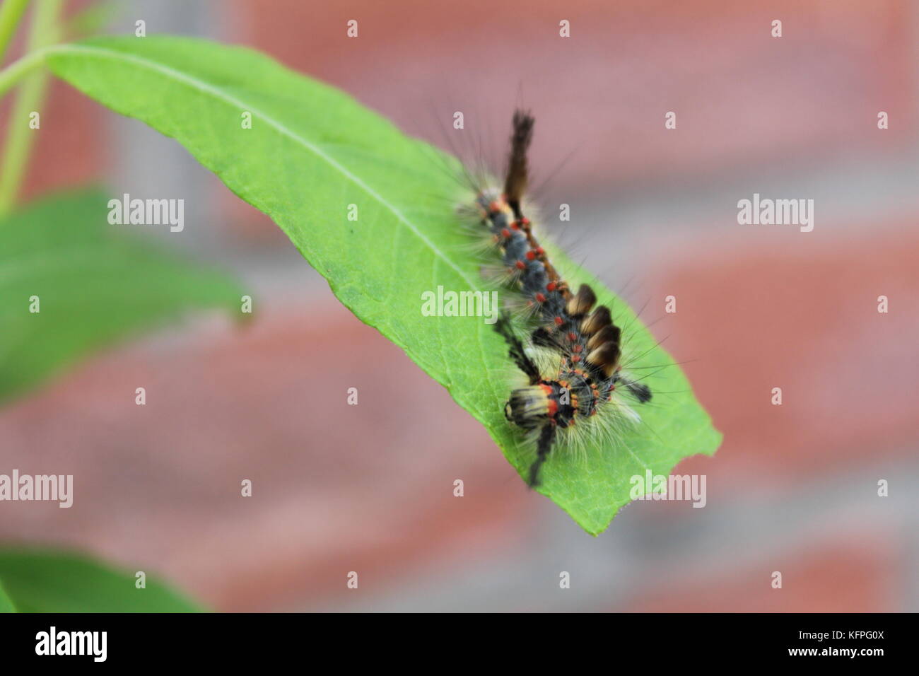 Brick moth caterpillar hi-res stock photography and images - Alamy