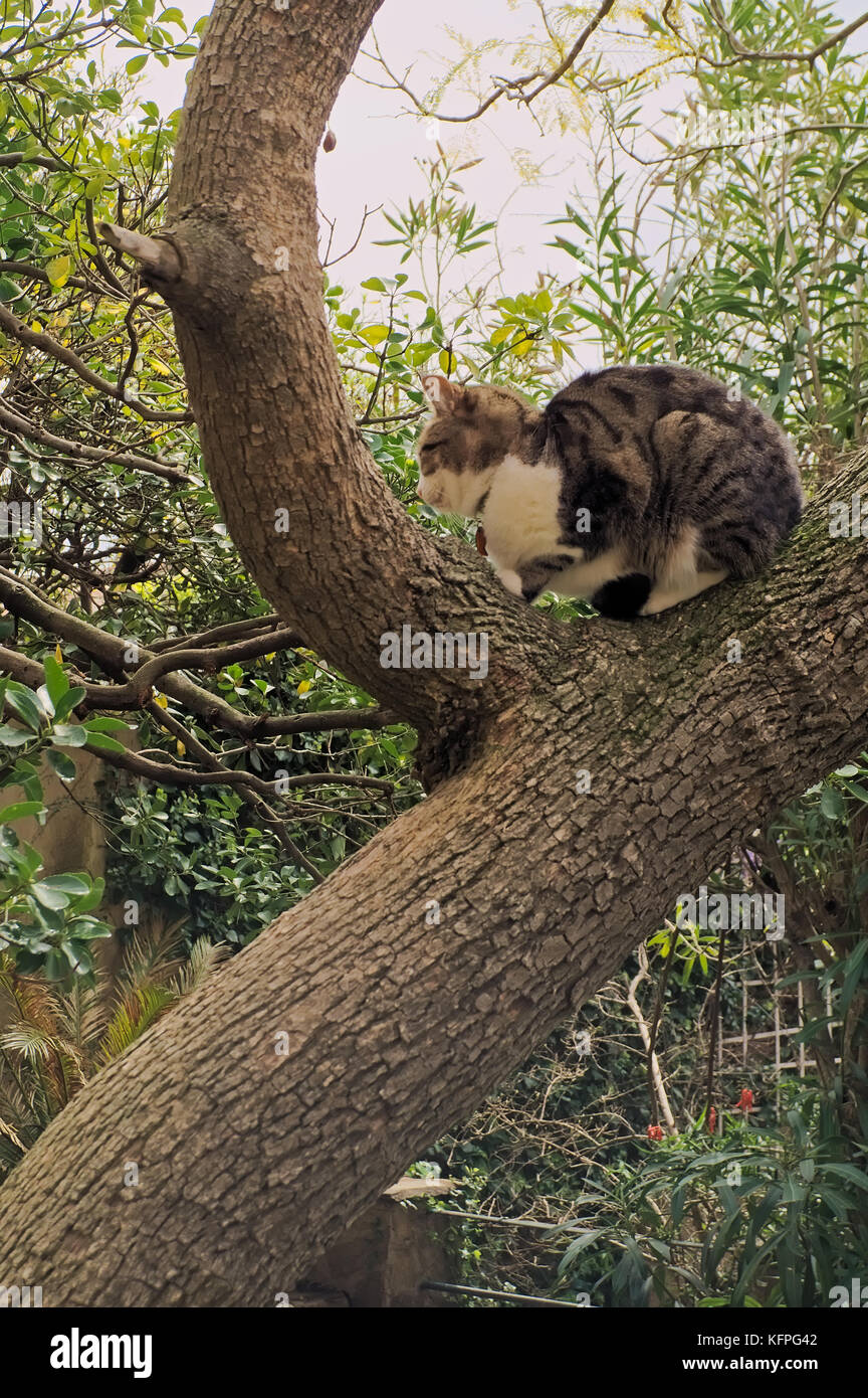 A cat perchet on a tree Stock Photo - Alamy