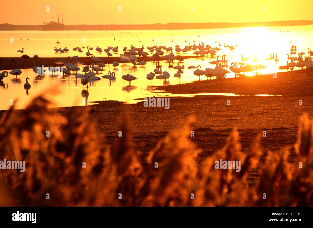 Rongcheng, Rongcheng, China. 31st Oct, 2017. Rongcheng, CHINA-31st ...