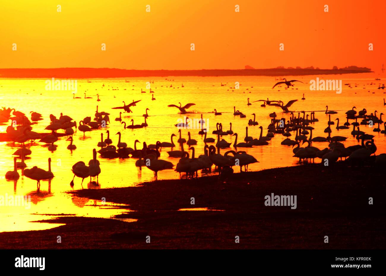 Rongcheng, Rongcheng, China. 31st Oct, 2017. Rongcheng, CHINA-31st ...