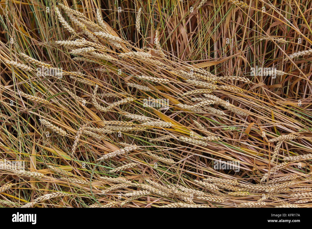 Agriculture / Harvest / Spikes in the field Stock Photo - Alamy