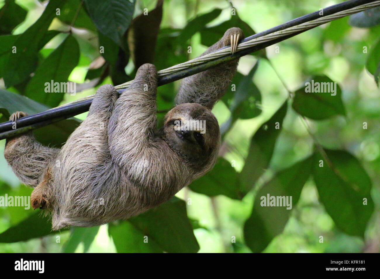 Young Brown-throated Sloth (Bradypus Variegatus) hanging on a cable ...
