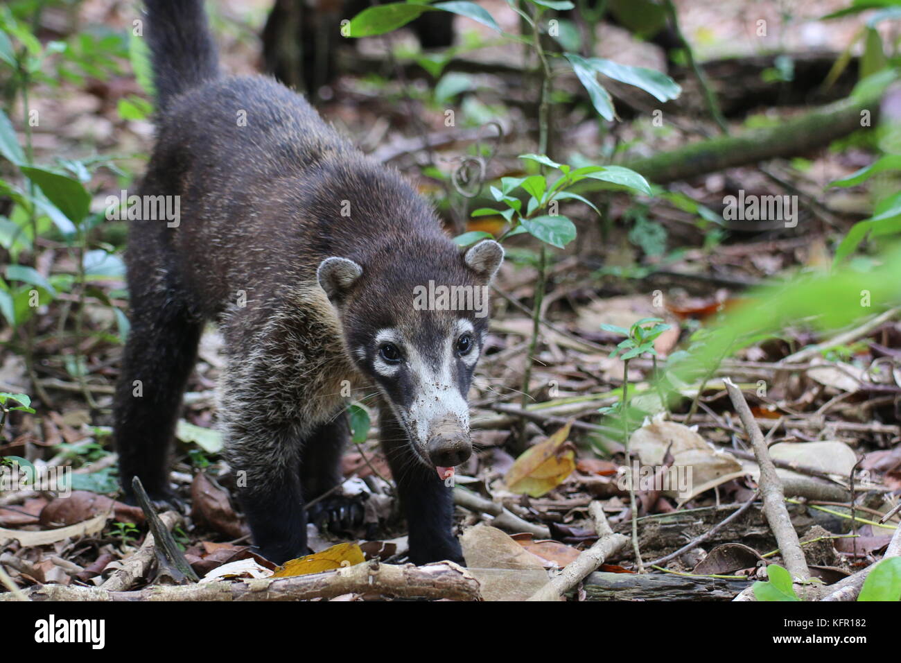white-nosed coati (Nasua narica), also known as the coatimundi ...