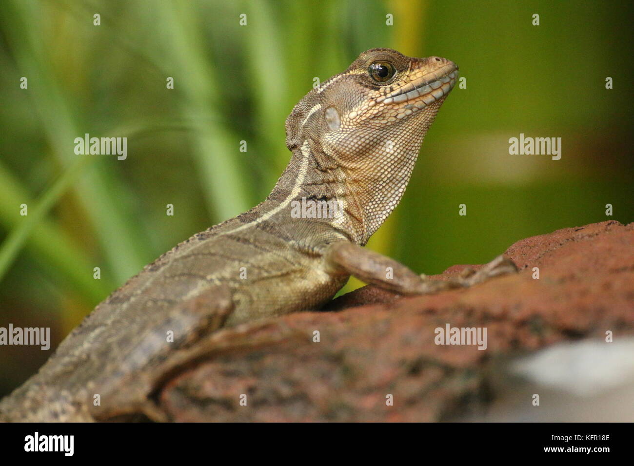 Young brown basilisk lizard (basiliscus vittatus) on rock, Costa Rica ...