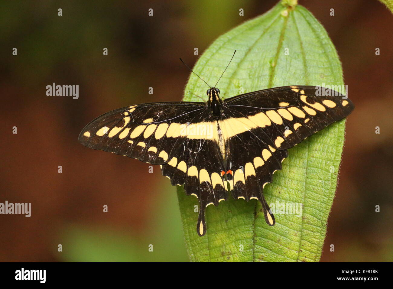 Costa rica butterflies hi-res stock photography and images - Alamy