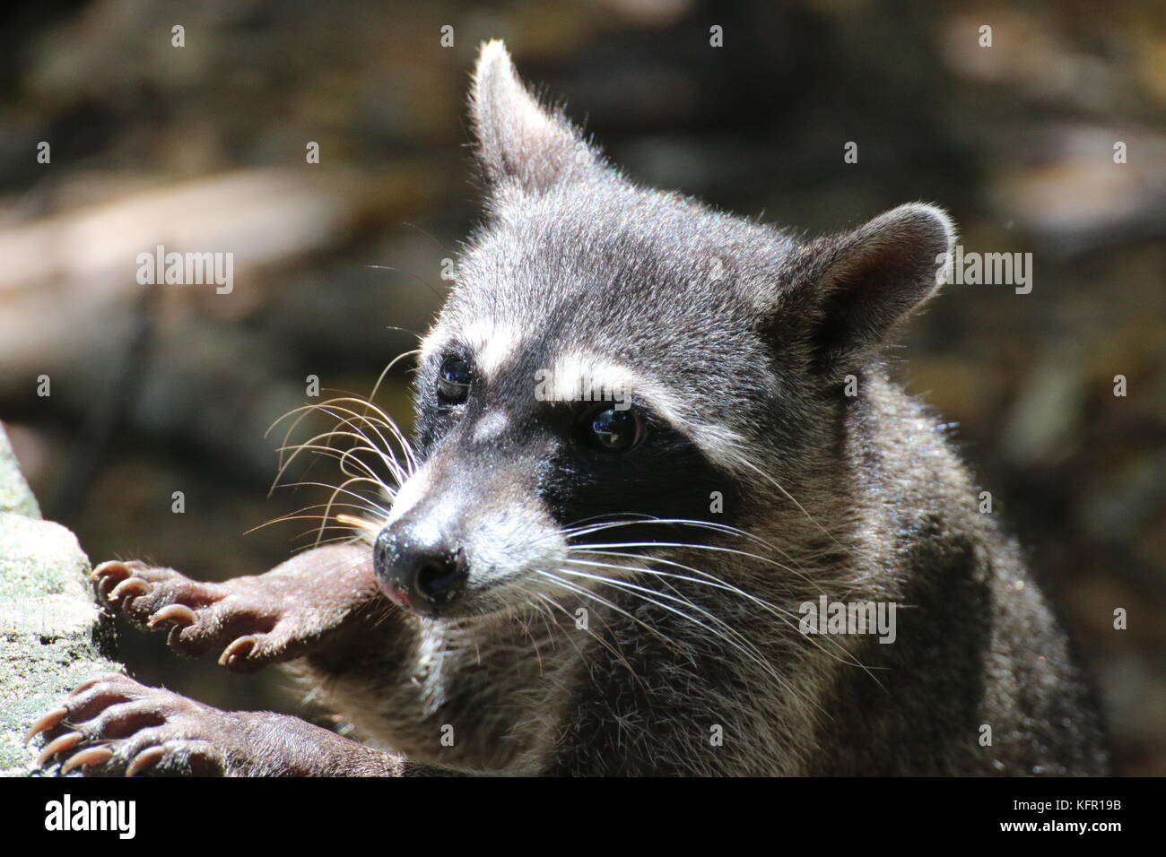 Animals With Rabies Foam