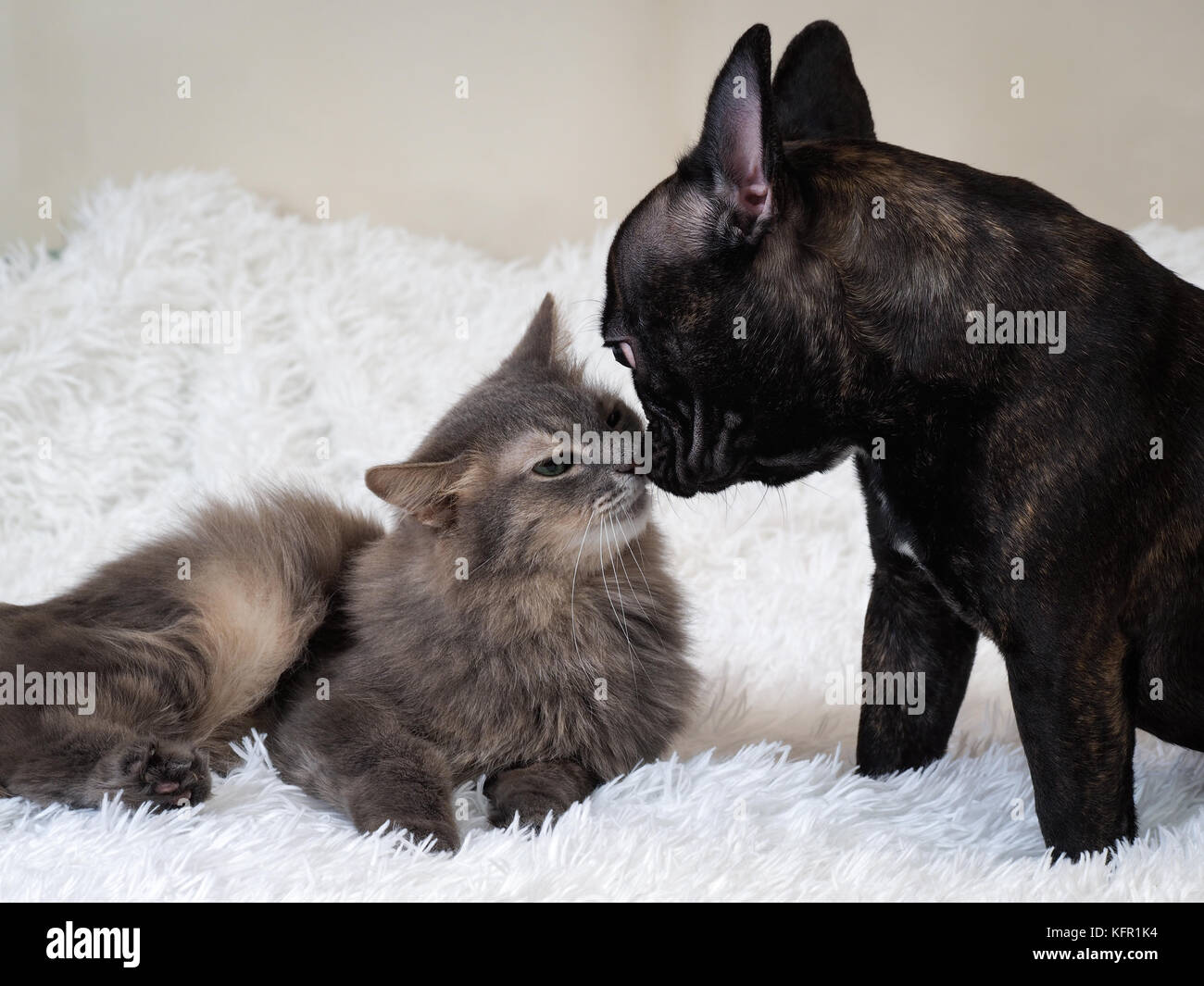 Dog and cat sniffing each other. Bed, white plaid Stock Photo - Alamy