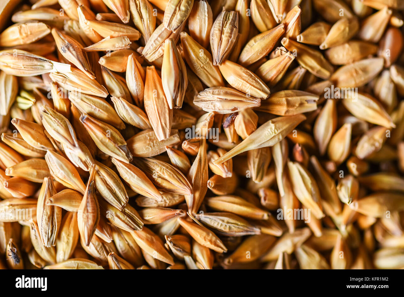 Close-up texture made of natural barley grains for background Stock ...