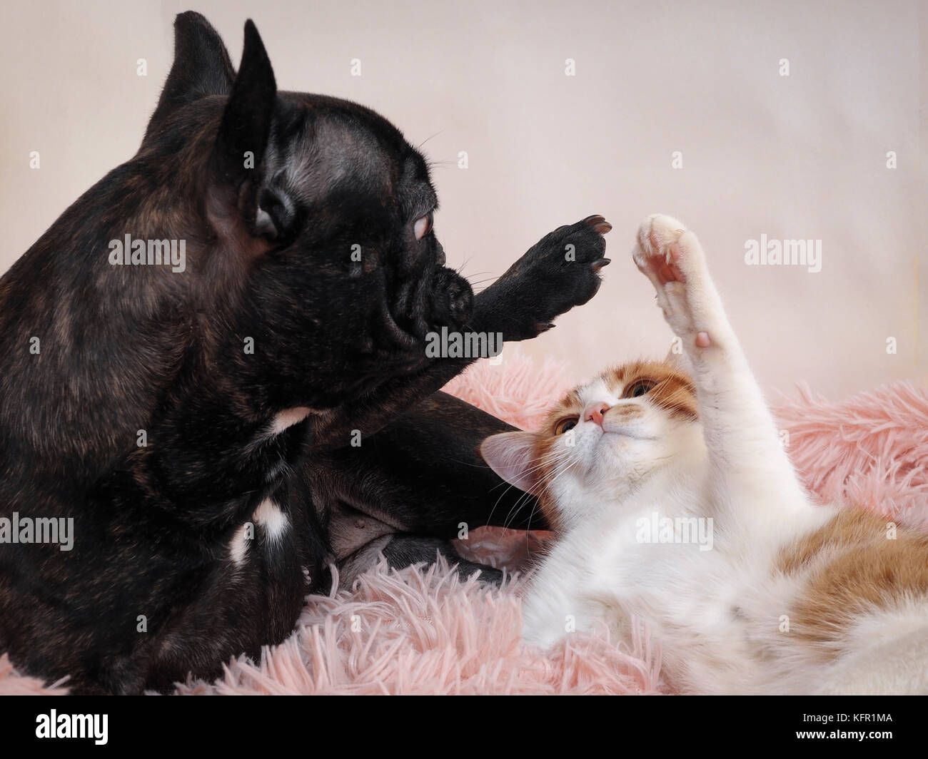 Cat and dog playing on the bed. Paws animal Stock Photo - Alamy