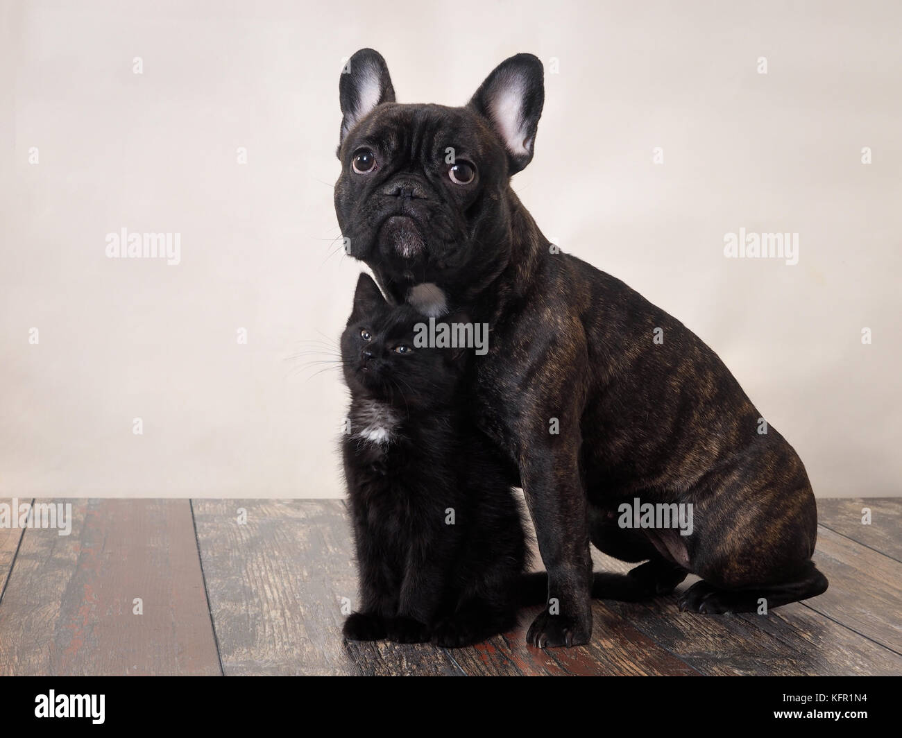 Black dog and kitten cute sitting on the floor. Light background Stock ...
