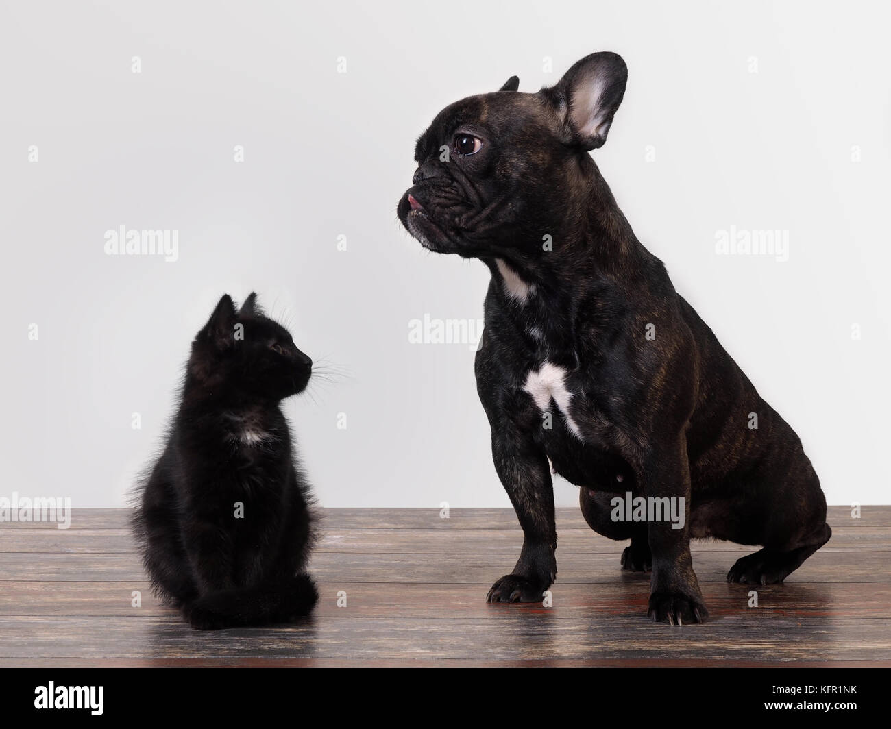 Black dog and kitten cute sitting on the floor. Light background Stock ...